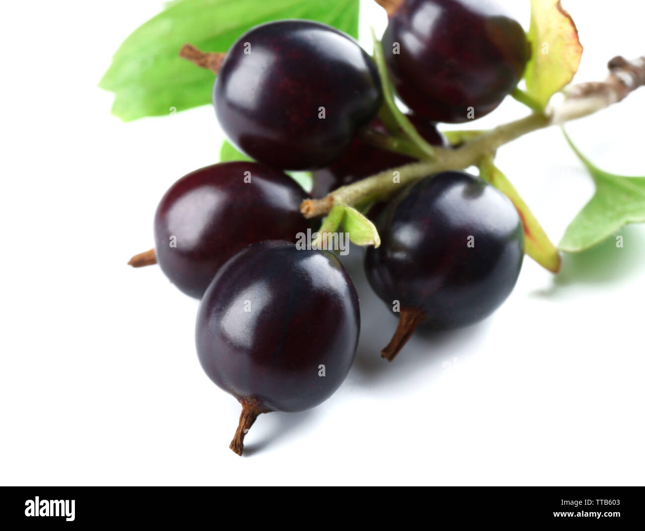 Wild black currant with green leaves isolated on white Stock Photo - Alamy