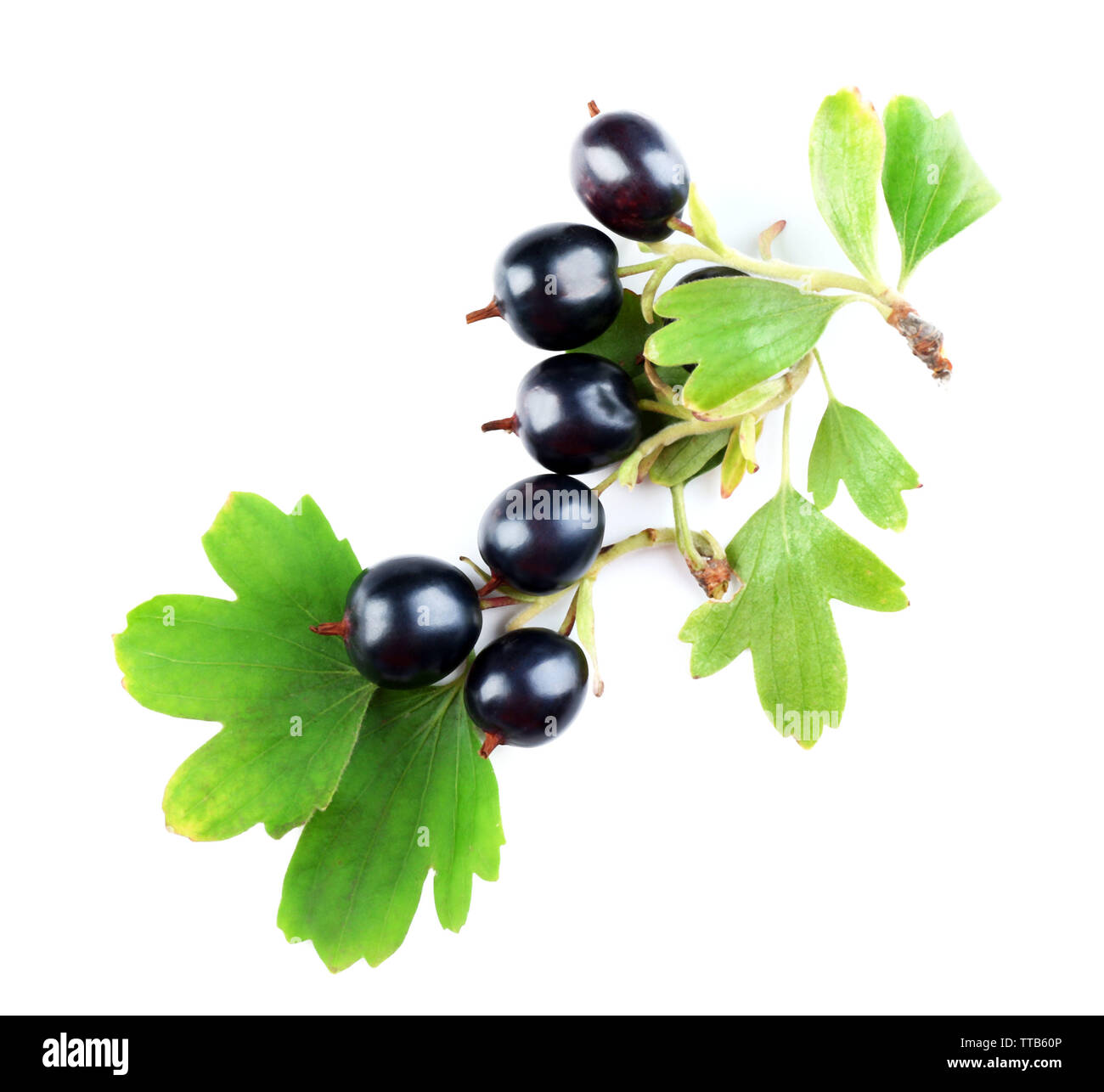 Wild black currant with green leaves isolated on white Stock Photo - Alamy