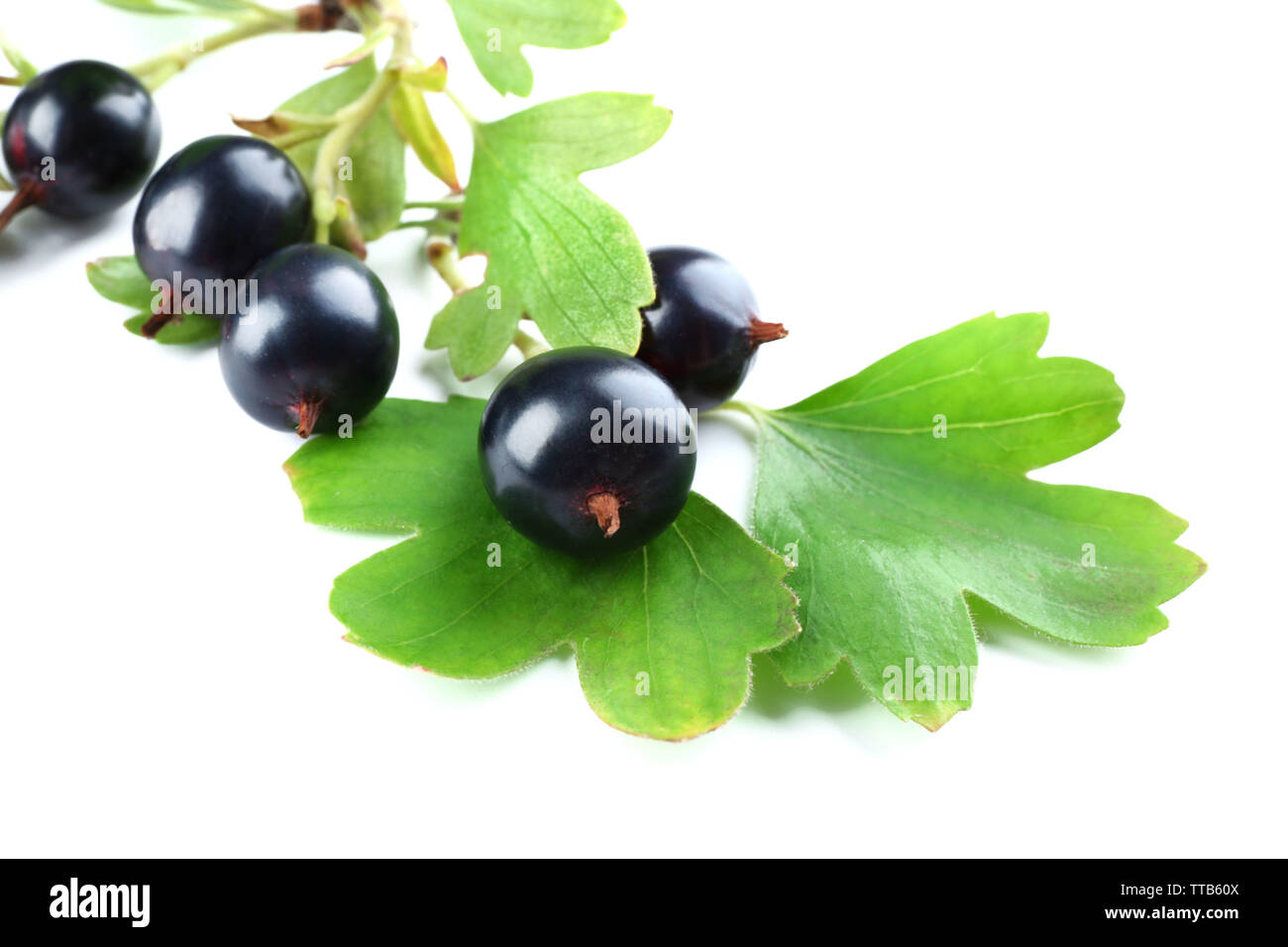 Wild black currant with green leaves isolated on white Stock Photo - Alamy