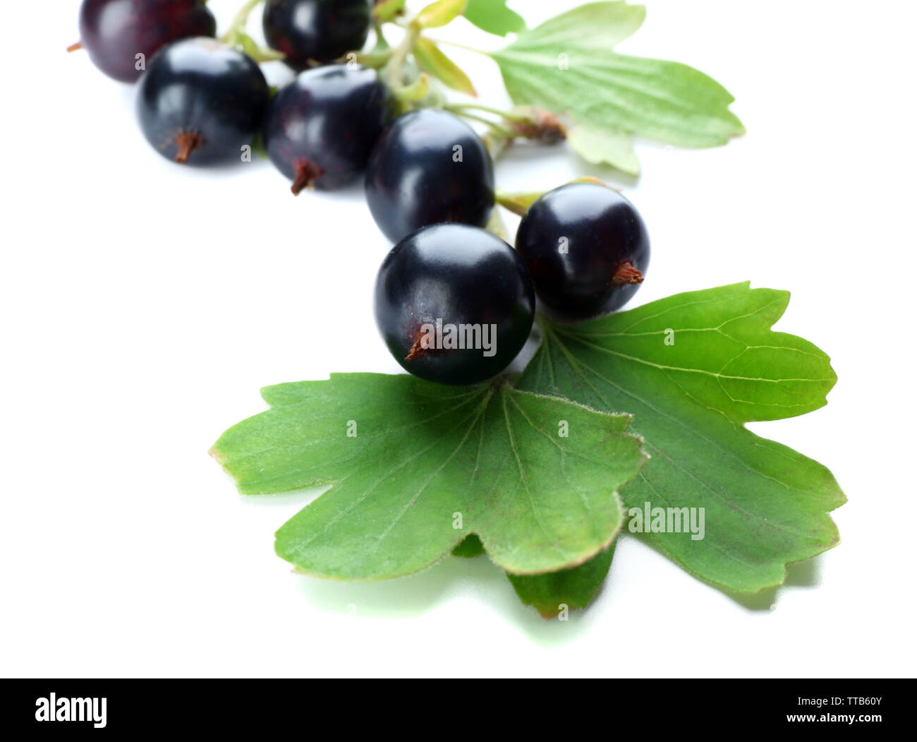Wild black currant with green leaves isolated on white Stock Photo - Alamy