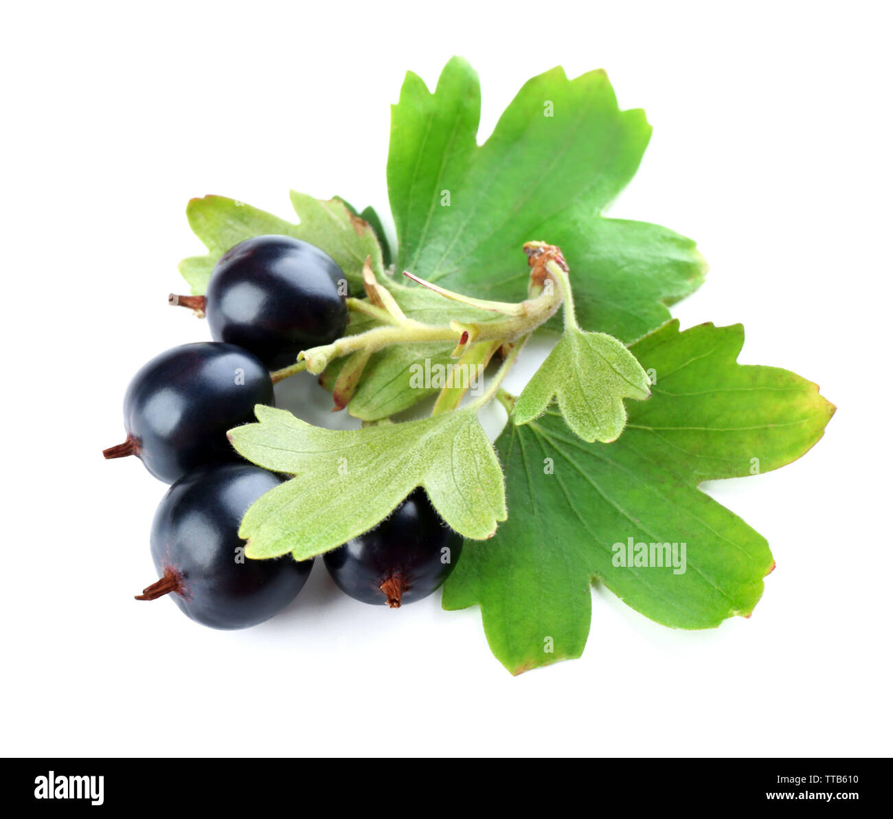 Wild black currant with green leaves isolated on white Stock Photo - Alamy