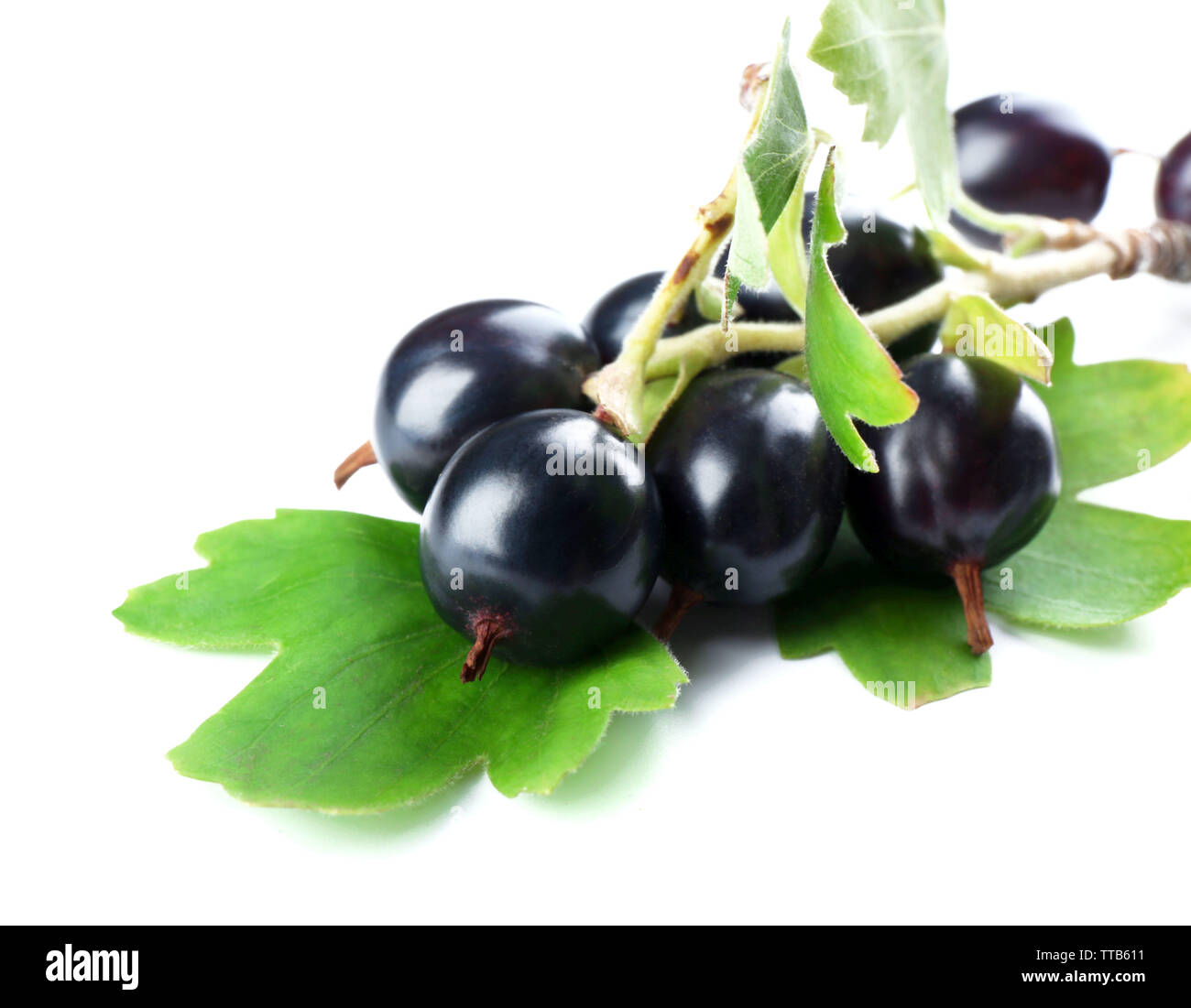 Wild black currant with green leaves isolated on white Stock Photo - Alamy