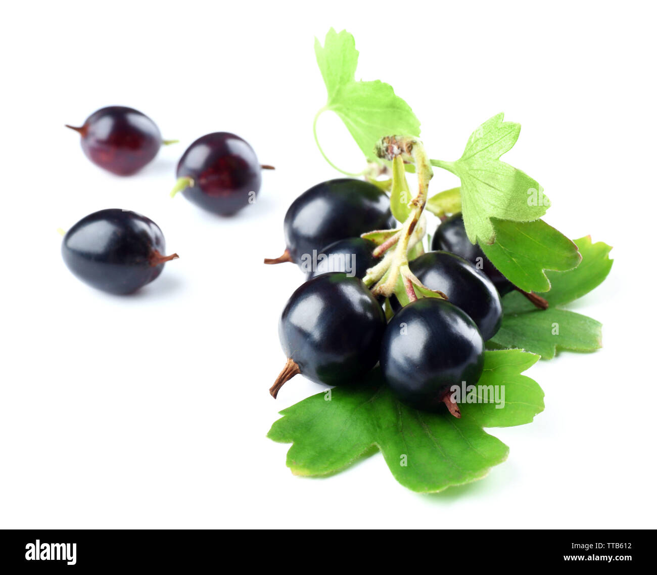 Wild black currant with green leaves isolated on white Stock Photo - Alamy