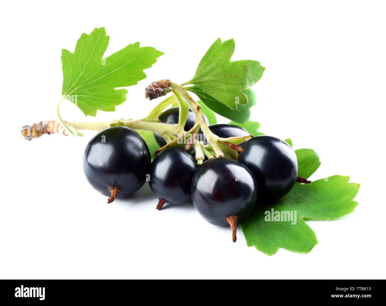 Wild black currant with green leaves isolated on white Stock Photo - Alamy
