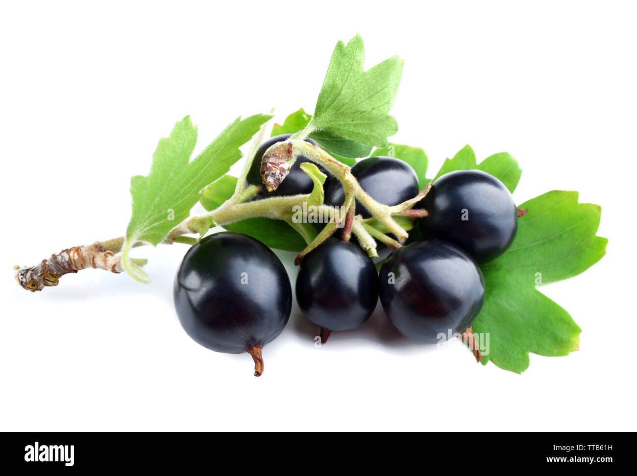 Wild black currant with green leaves isolated on white Stock Photo - Alamy