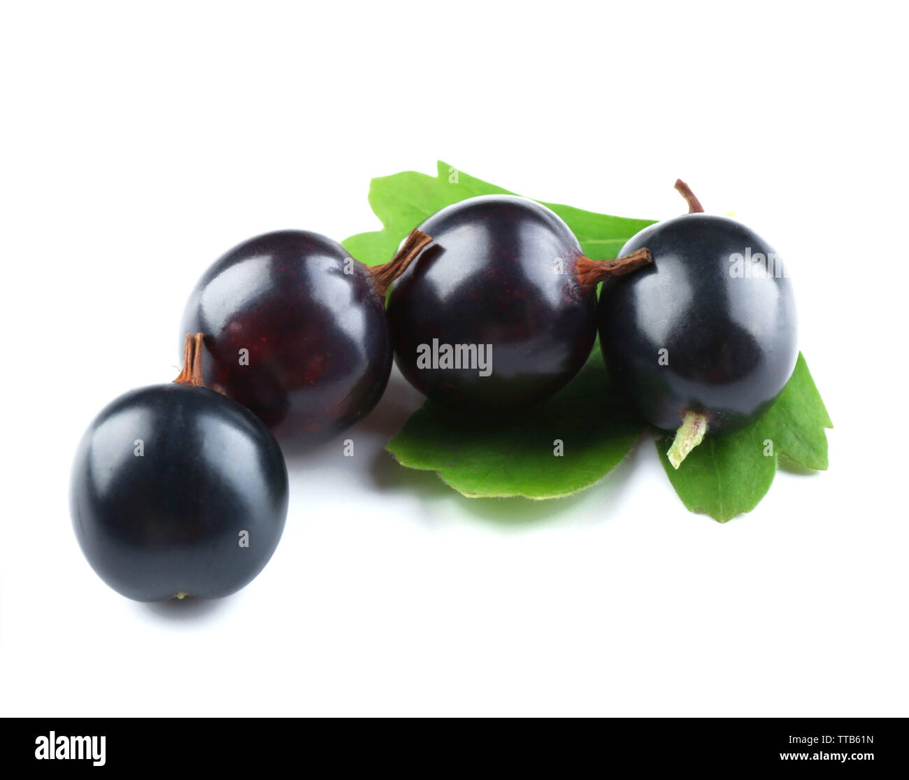 Wild black currant with green leaves isolated on white Stock Photo - Alamy