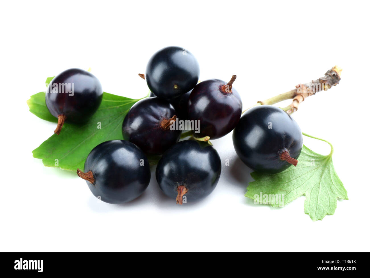 Wild black currant with green leaves isolated on white Stock Photo - Alamy