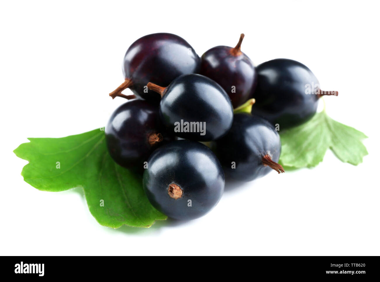 Wild black currant with green leaves isolated on white Stock Photo - Alamy