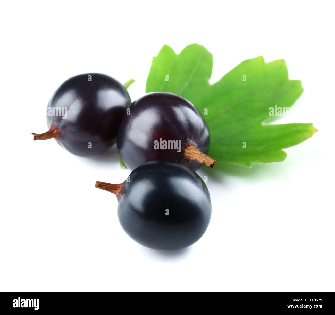 Wild black currant with green leaf isolated on white Stock Photo - Alamy