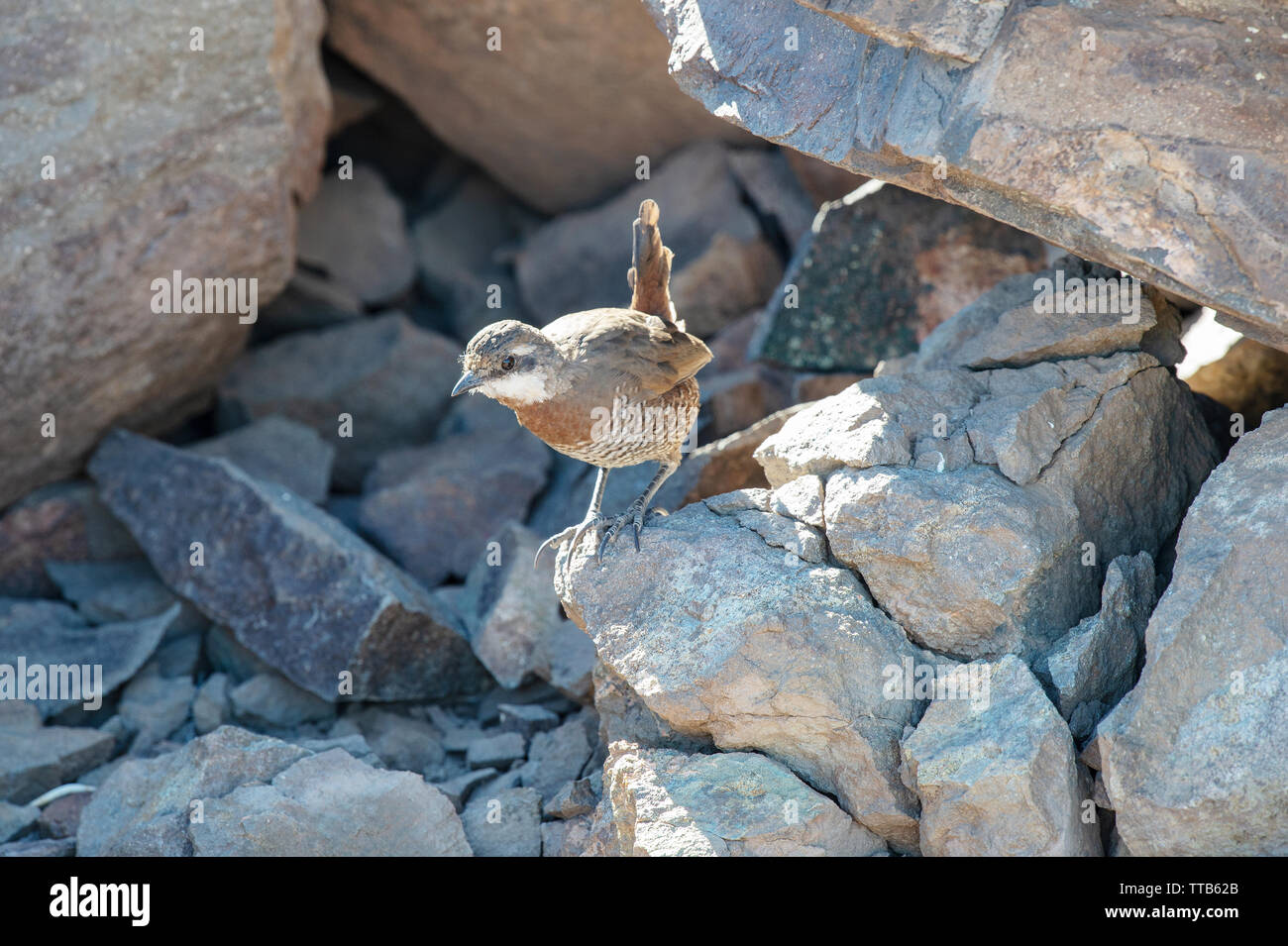 Moustached turca (Pteroptochos megapodius Stock Photo - Alamy