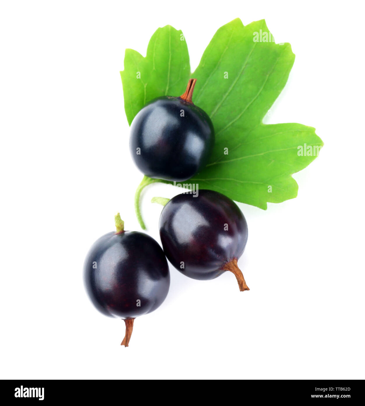 Wild black currant with green leaf isolated on white Stock Photo - Alamy