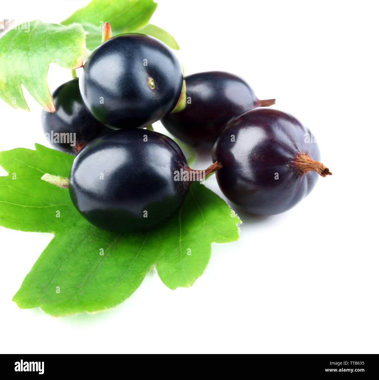 Wild black currant with green leaf isolated on white Stock Photo - Alamy