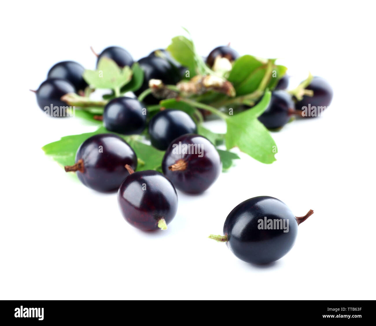 Wild black currant with green leaves isolated on white Stock Photo - Alamy