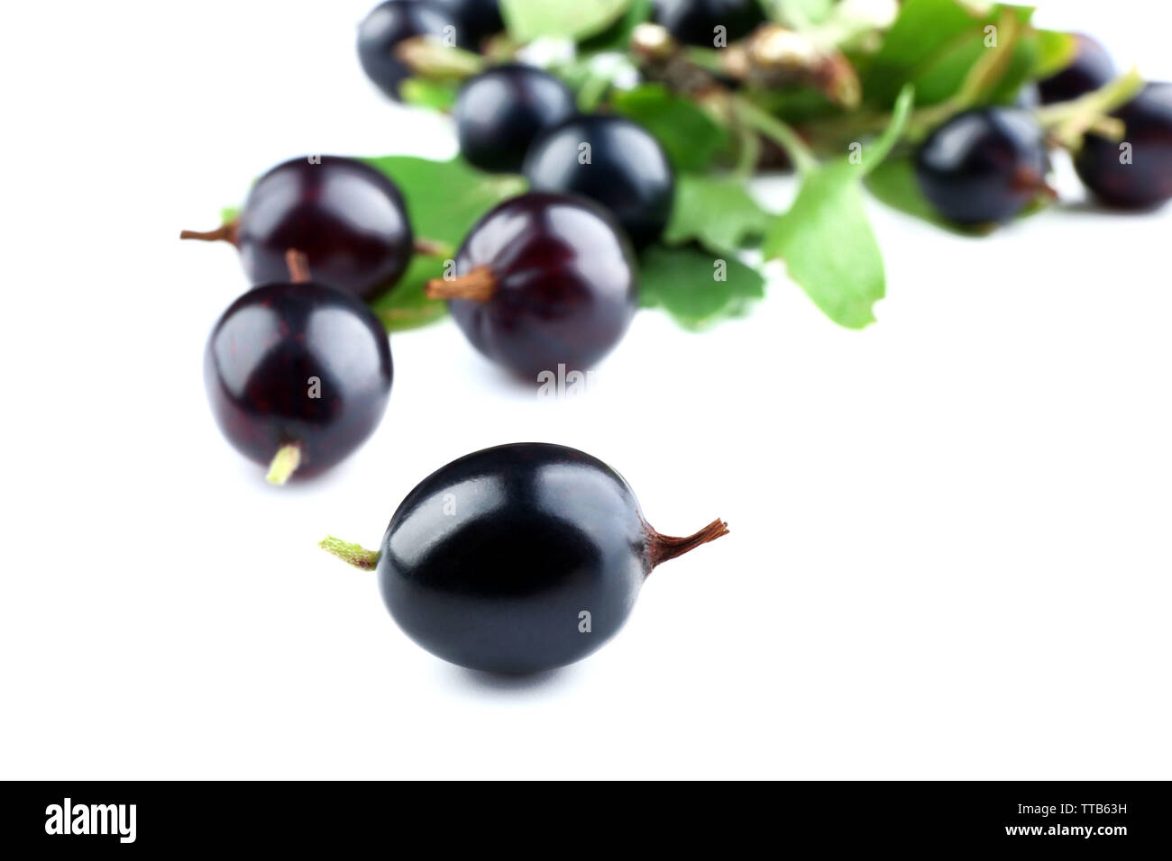 Wild black currant with green leaves isolated on white Stock Photo - Alamy