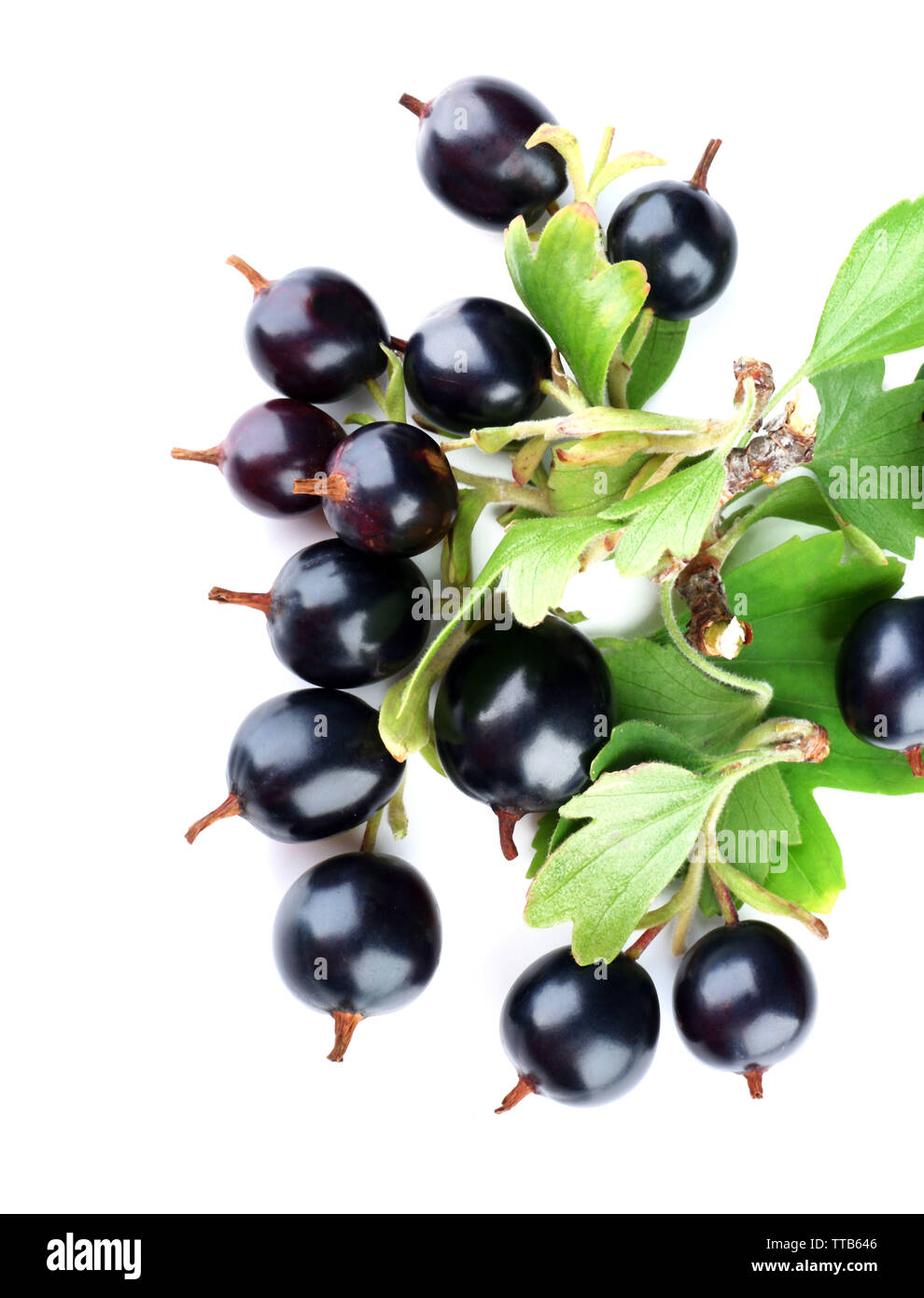 Wild black currant with green leaves isolated on white Stock Photo - Alamy