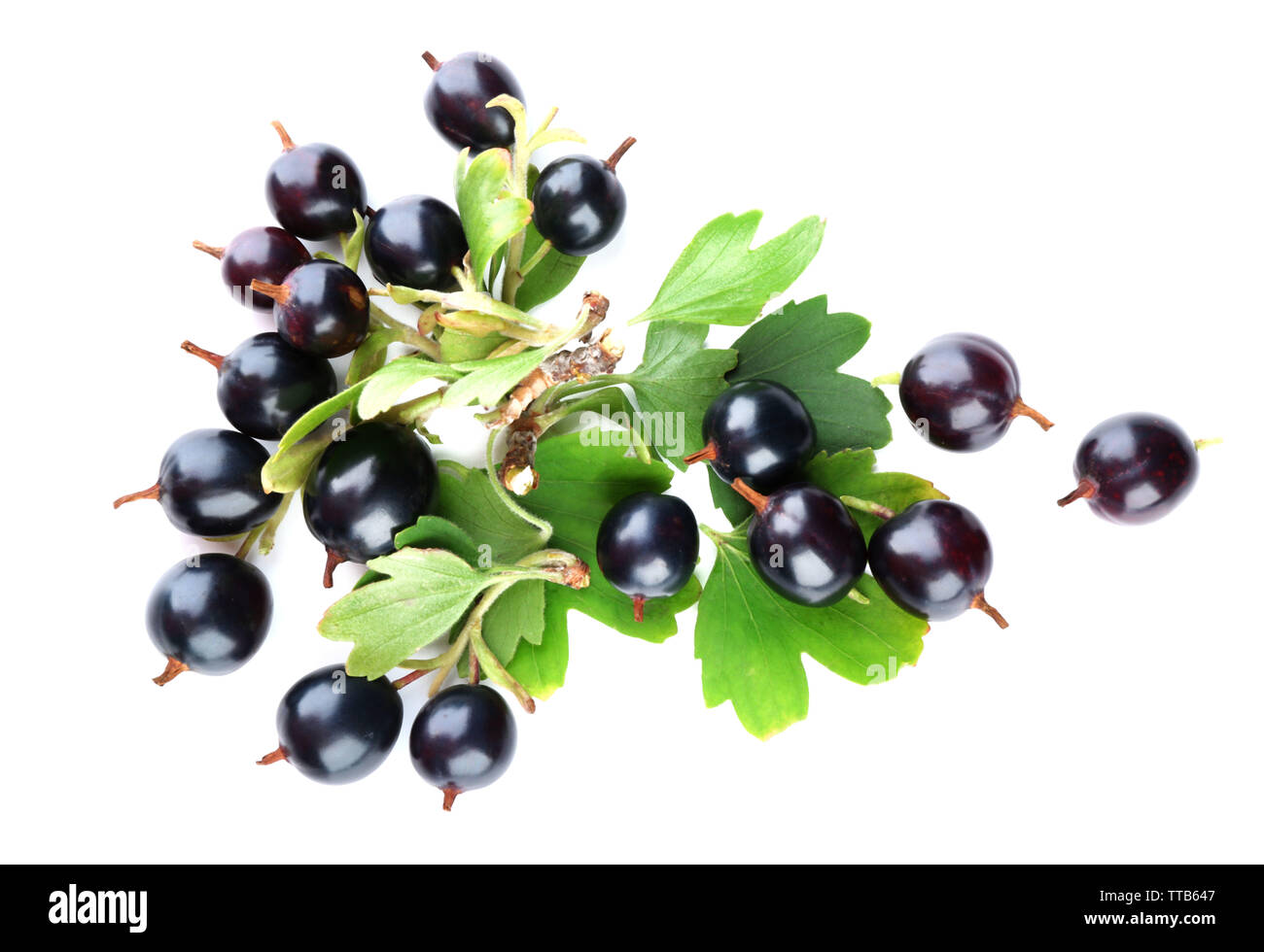 Wild black currant with green leaves isolated on white Stock Photo - Alamy