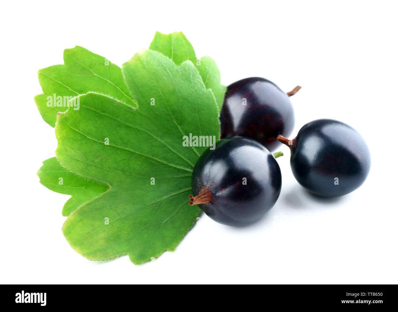 Wild black currant with green leaves isolated on white Stock Photo - Alamy