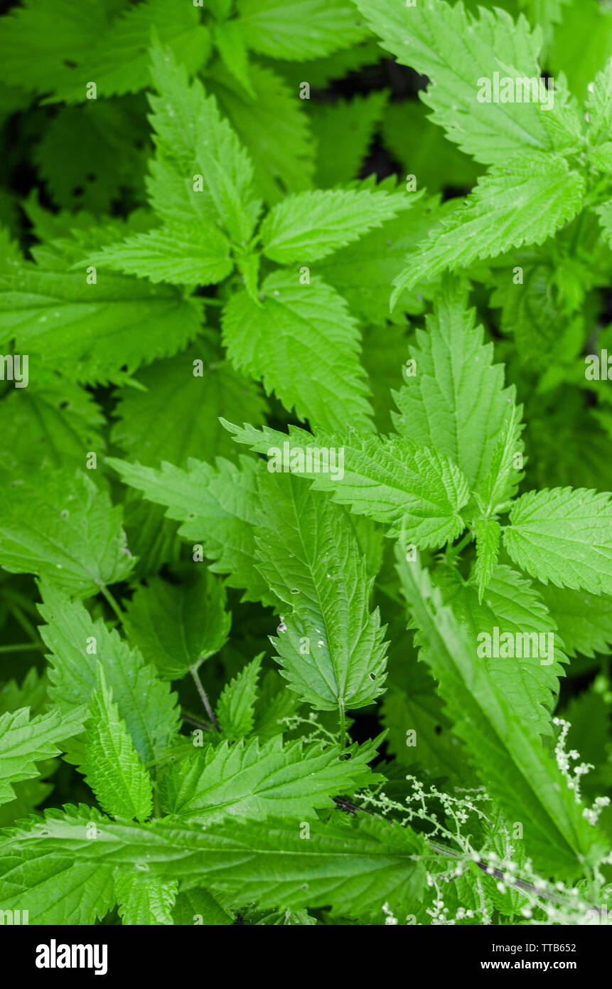Bright green nettle leaf,summer background from nettles Stock Photo - Alamy