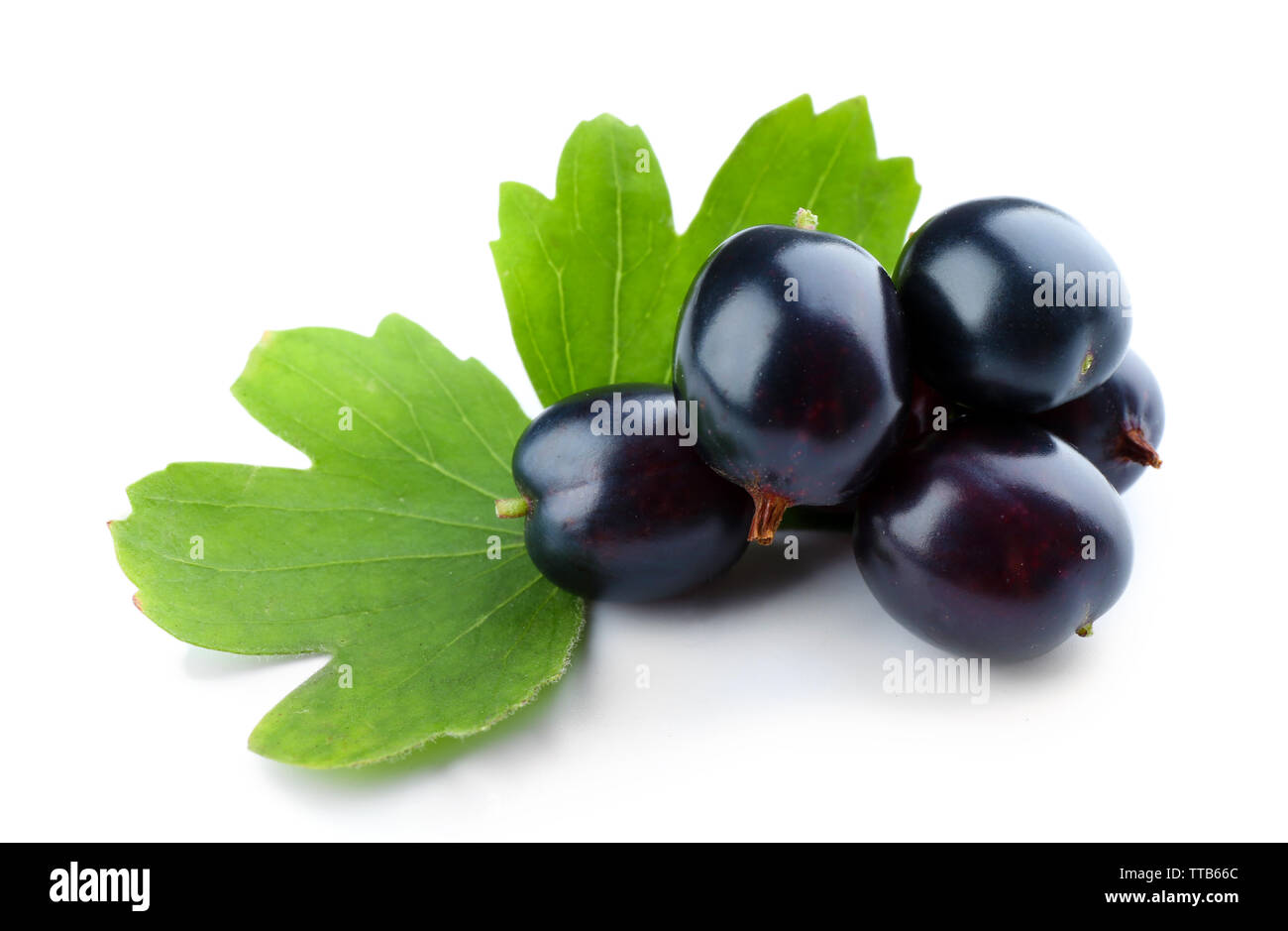 Wild black currant with green leaves isolated on white Stock Photo - Alamy