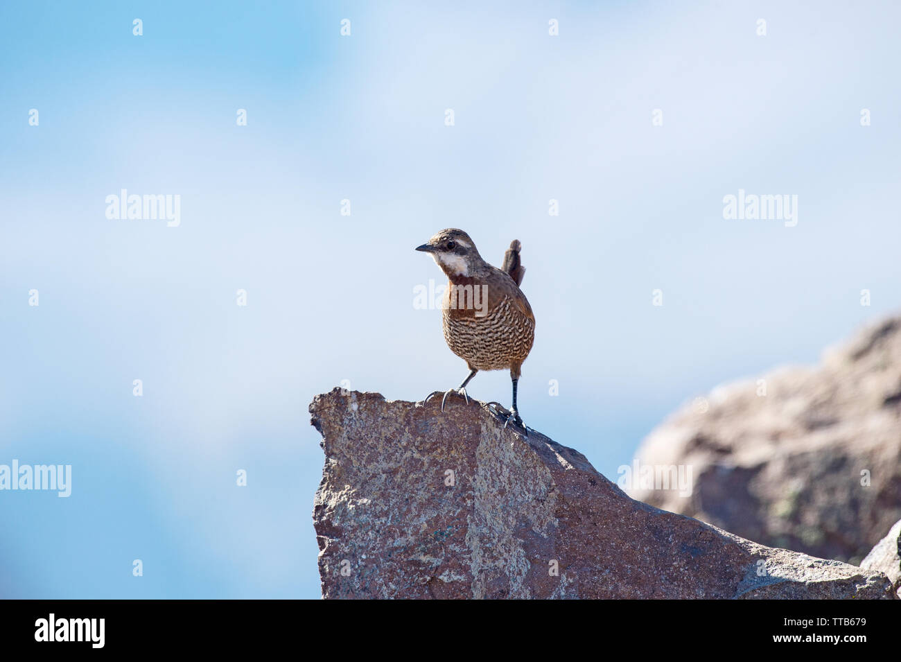 Moustached turca (Pteroptochos megapodius Stock Photo - Alamy