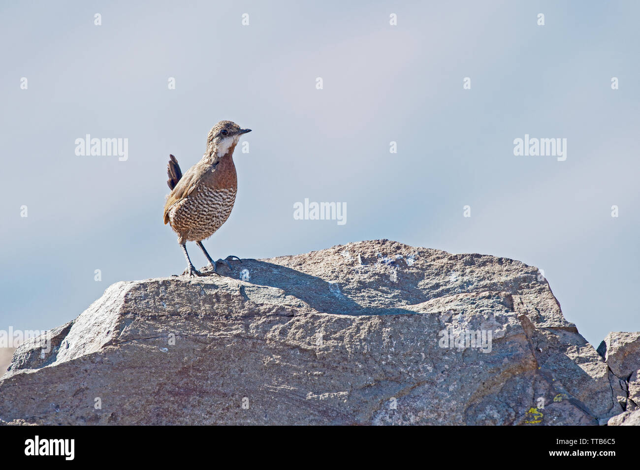 Moustached turca chile hi-res stock photography and images - Alamy