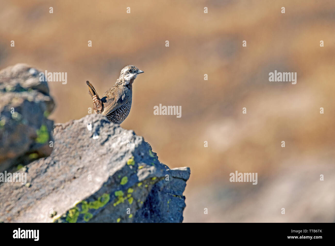 Moustached profile hi-res stock photography and images - Alamy