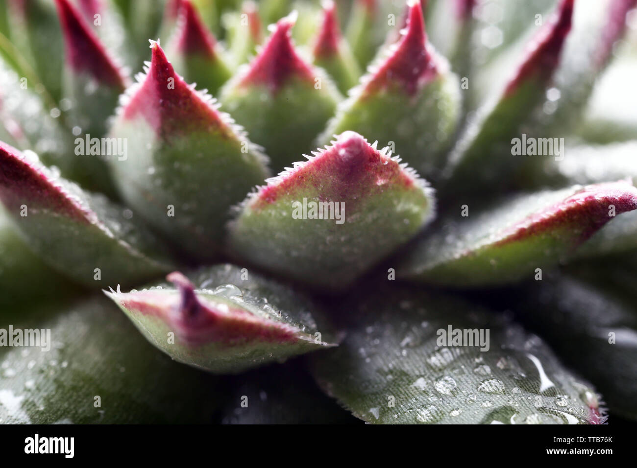 Beautiful succulent plant with water drops close up Stock Photo - Alamy