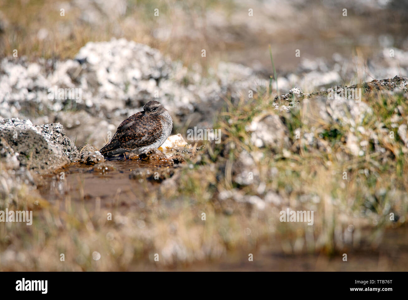 Diademed, Sandpiper plover (Phegornis mitchellii Stock Photo - Alamy