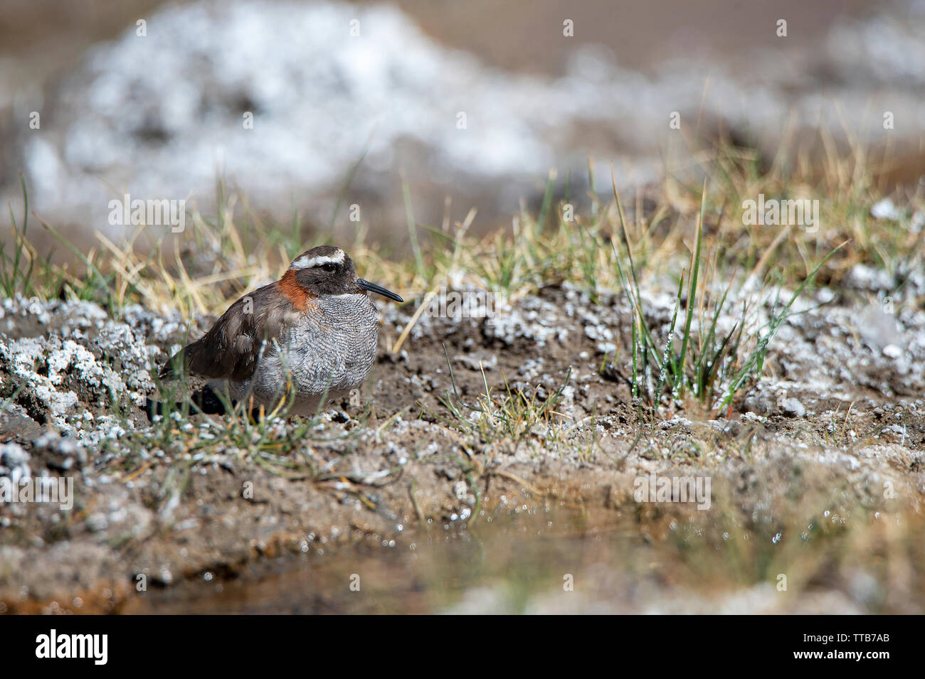 Diademed sandpiper plover hi-res stock photography and images - Alamy
