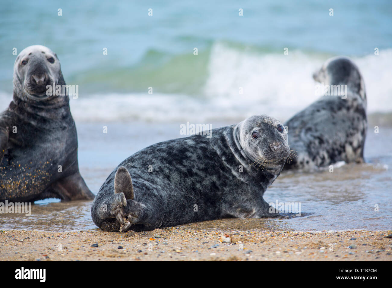 Grey seals lying on beach in Düne-Helgoland island. Colorful spotted ...