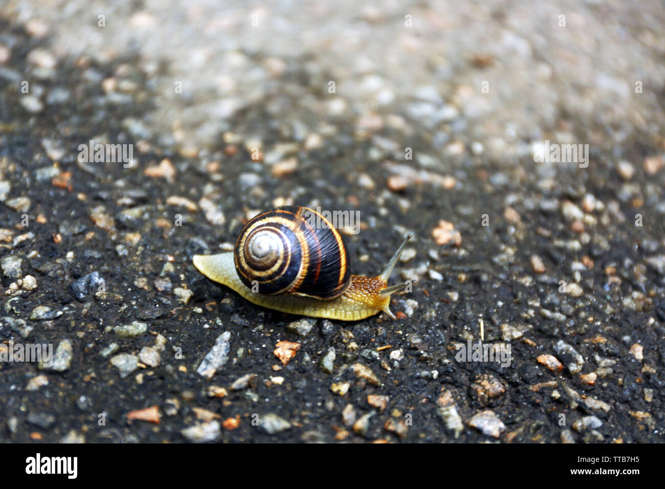 Snail crawling on forest road hi-res stock photography and images - Alamy