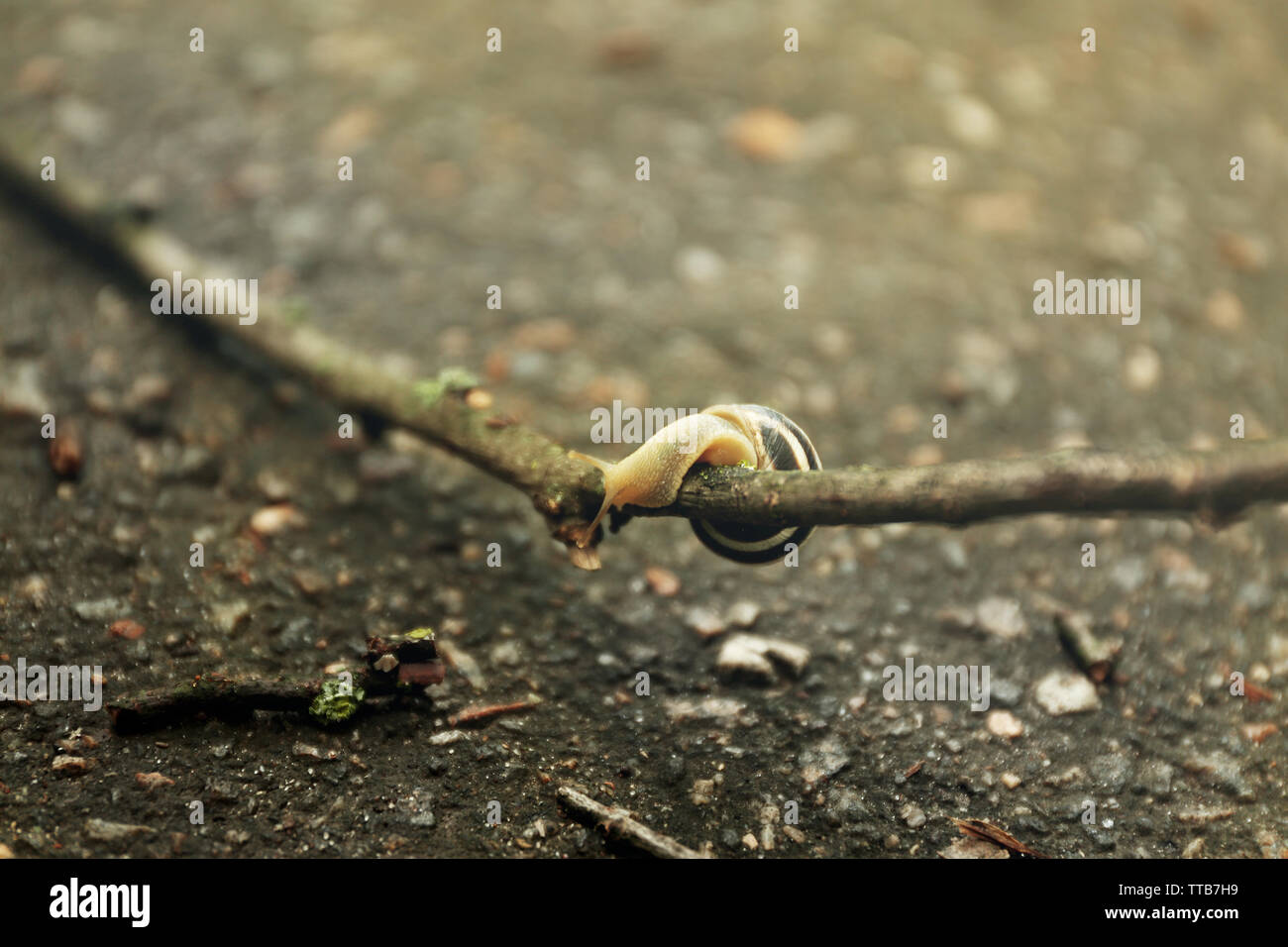 Crawl space soil hi-res stock photography and images - Alamy