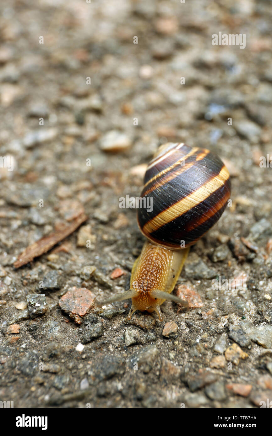 Snail creeping on ground Stock Photo - Alamy