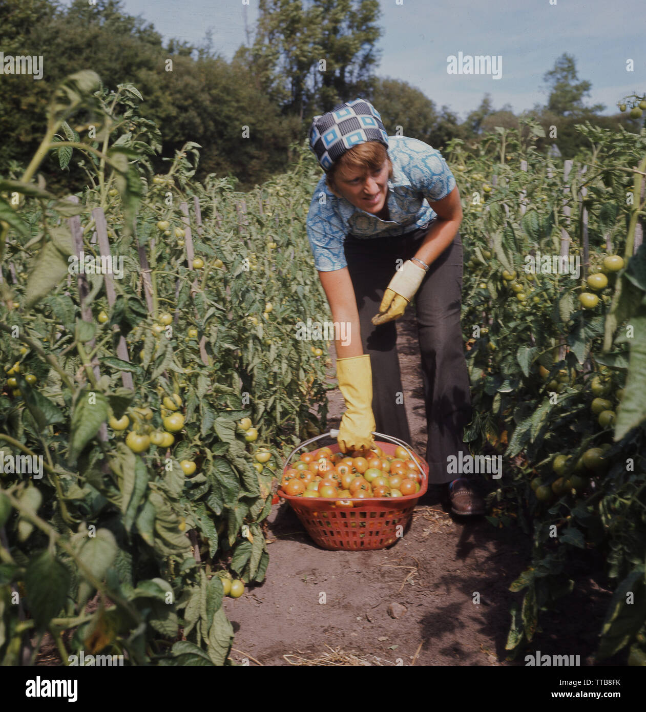 Tomato Picker