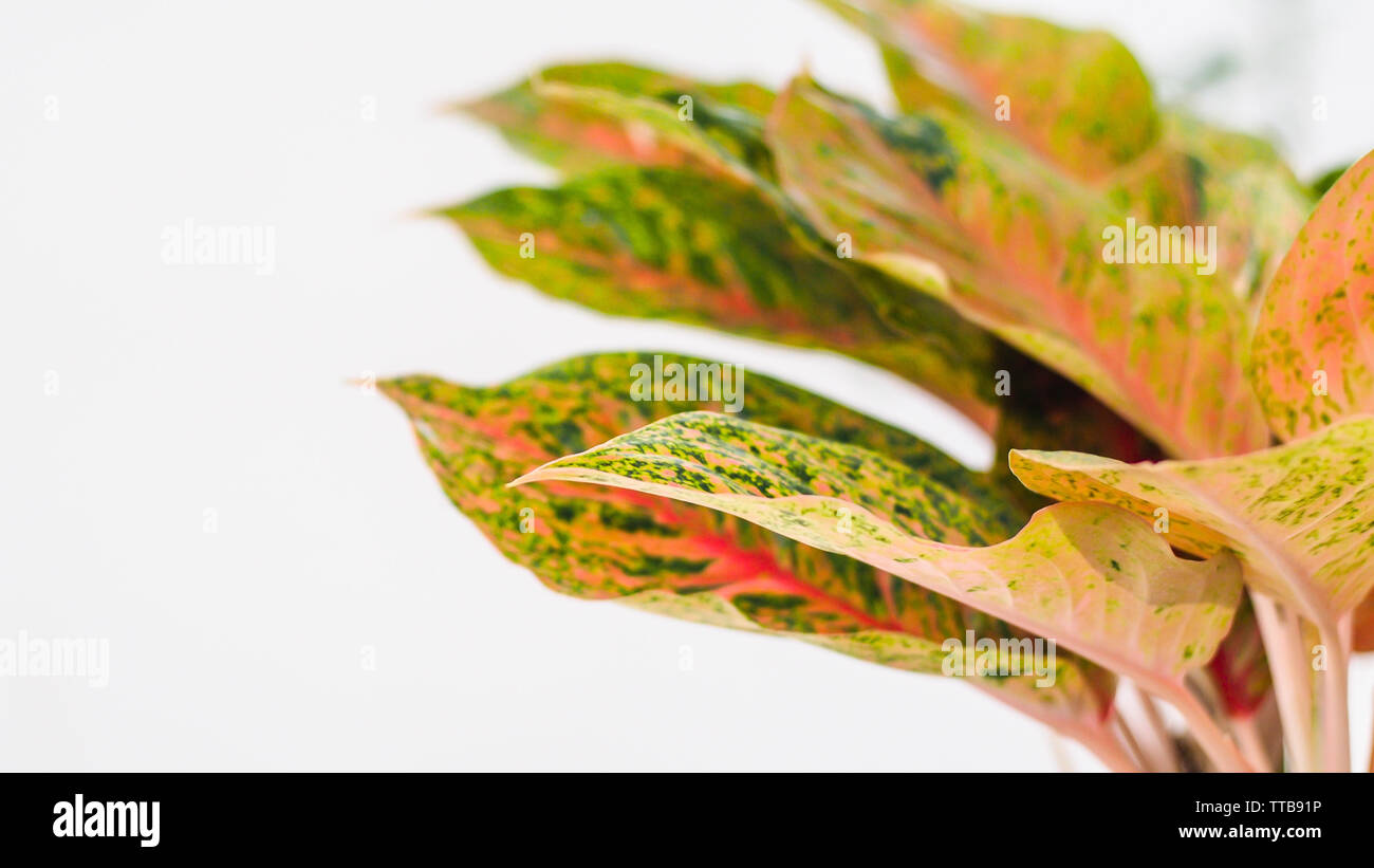 colorful leaves . Red Ginger leaves or Alpinia purpurata leaf on white ...