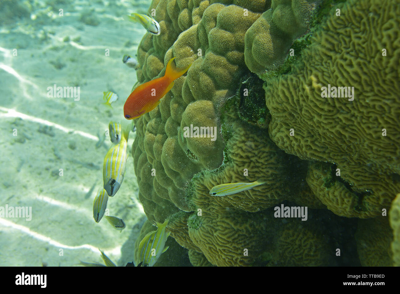 SCUBA diving and Underwater marine life, Lakshadweep, India Stock Photo ...
