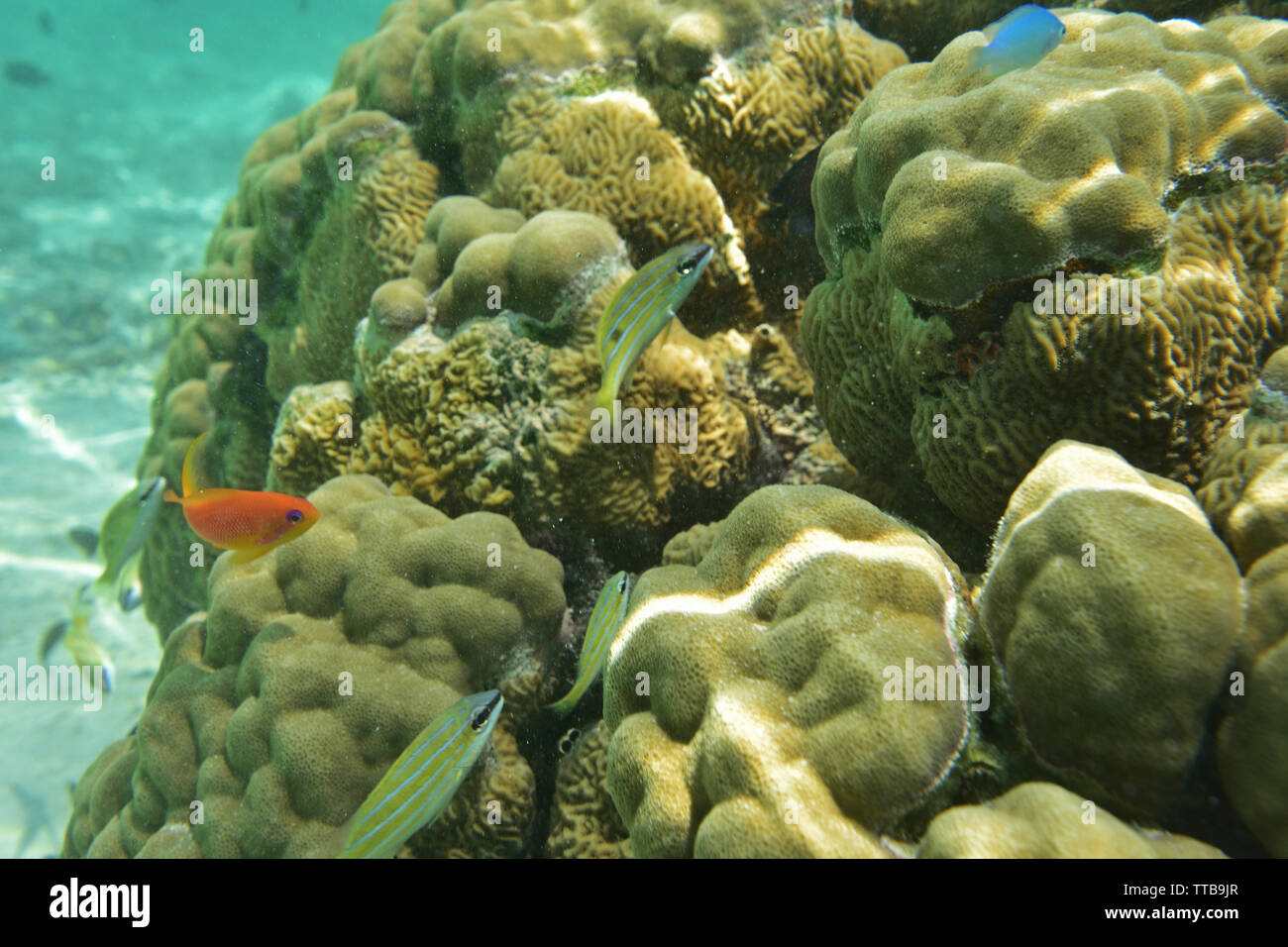 SCUBA diving and Underwater marine life, Lakshadweep, India Stock Photo ...