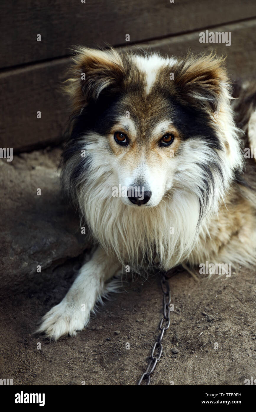 Dog on chain doghouse on hi-res stock photography and images - Alamy