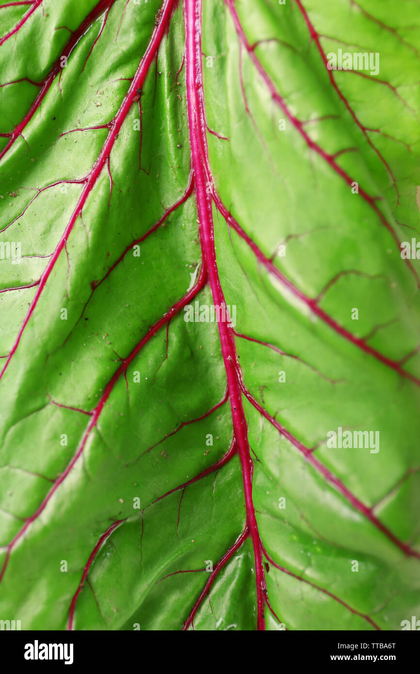 Fresh swiss chard, close up Stock Photo - Alamy