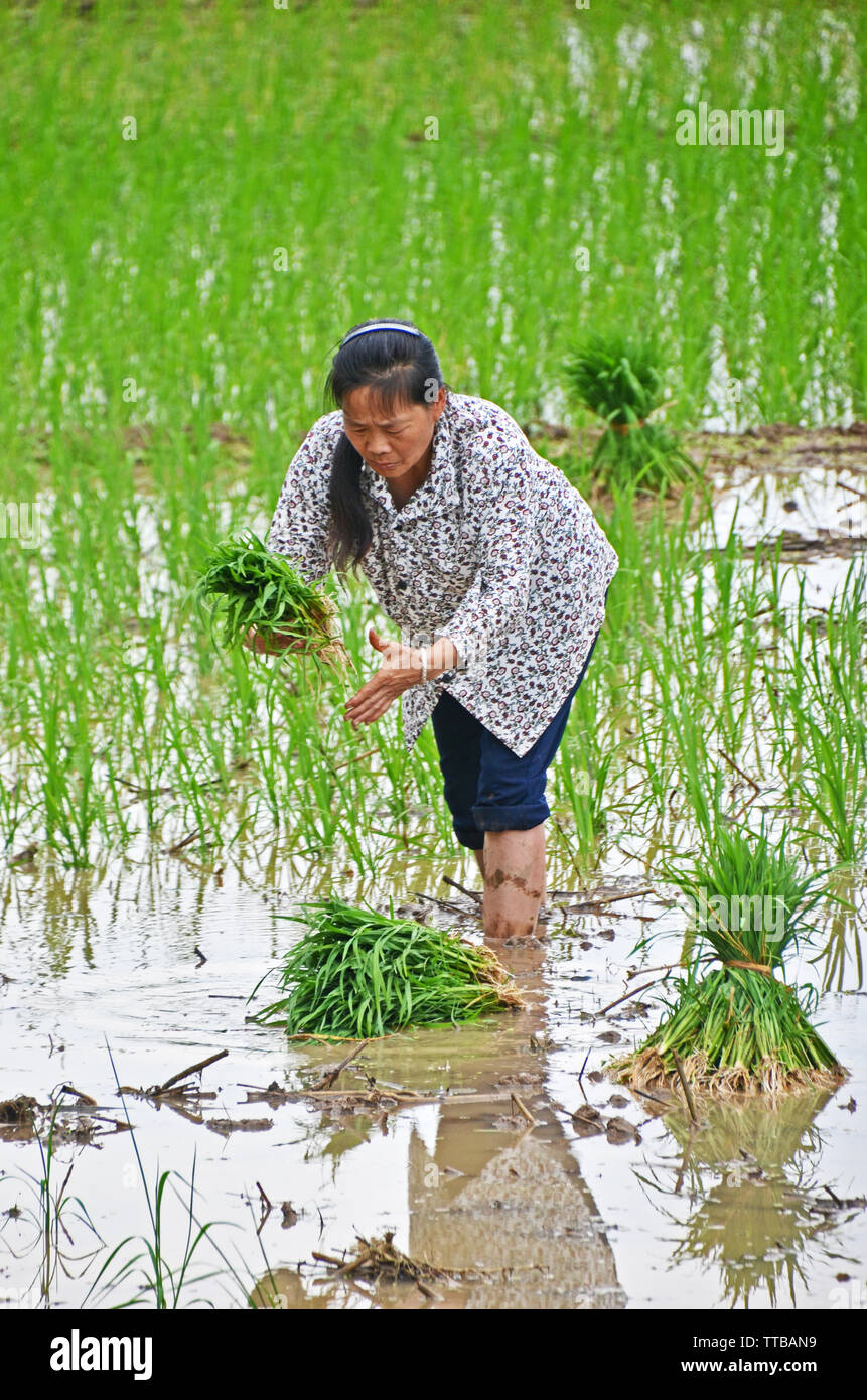 Planting rice seedlings hi-res stock photography and images - Alamy
