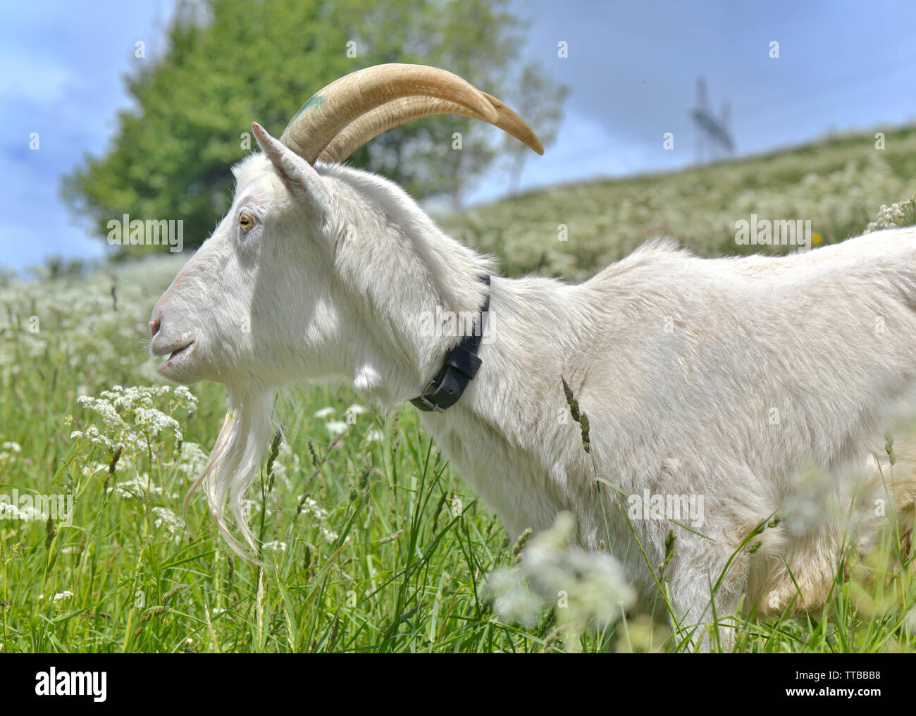 Billy goat in alpine hi-res stock photography and images - Alamy