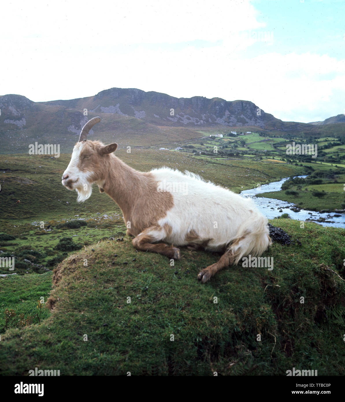 1960s, historical, a feral Irish goat with a lght brown and white coat ...