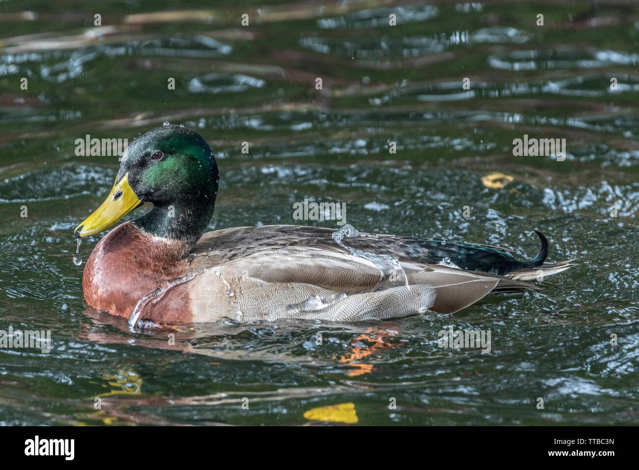 Water of a duck's back Stock Photo - Alamy
