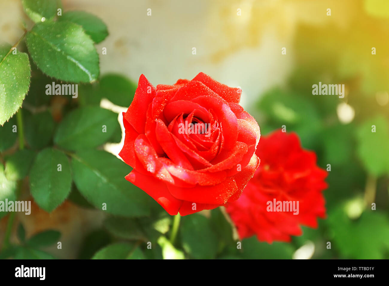 Beautiful bright roses in the garden Stock Photo - Alamy