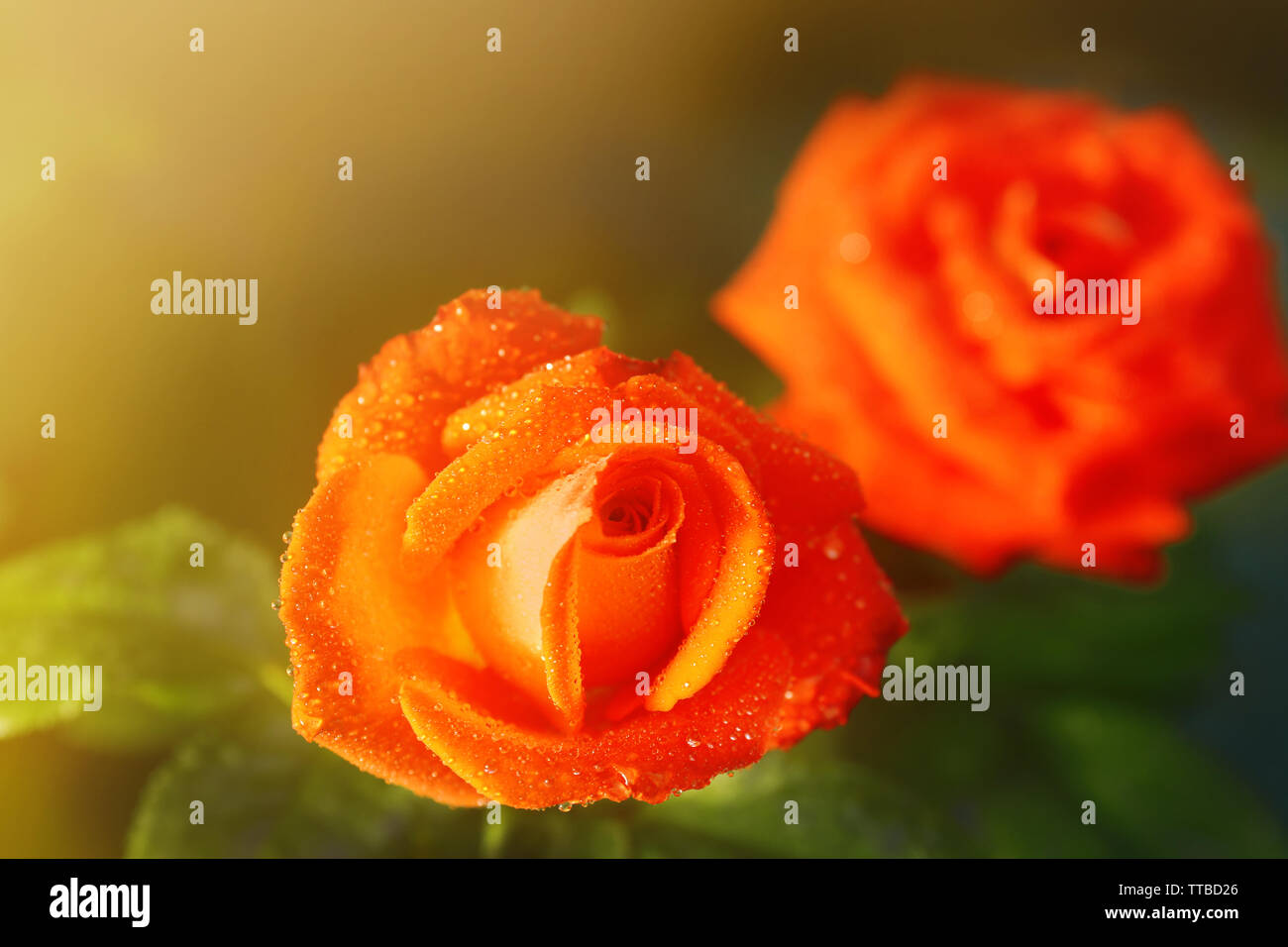 Beautiful bright rose in the garden Stock Photo - Alamy