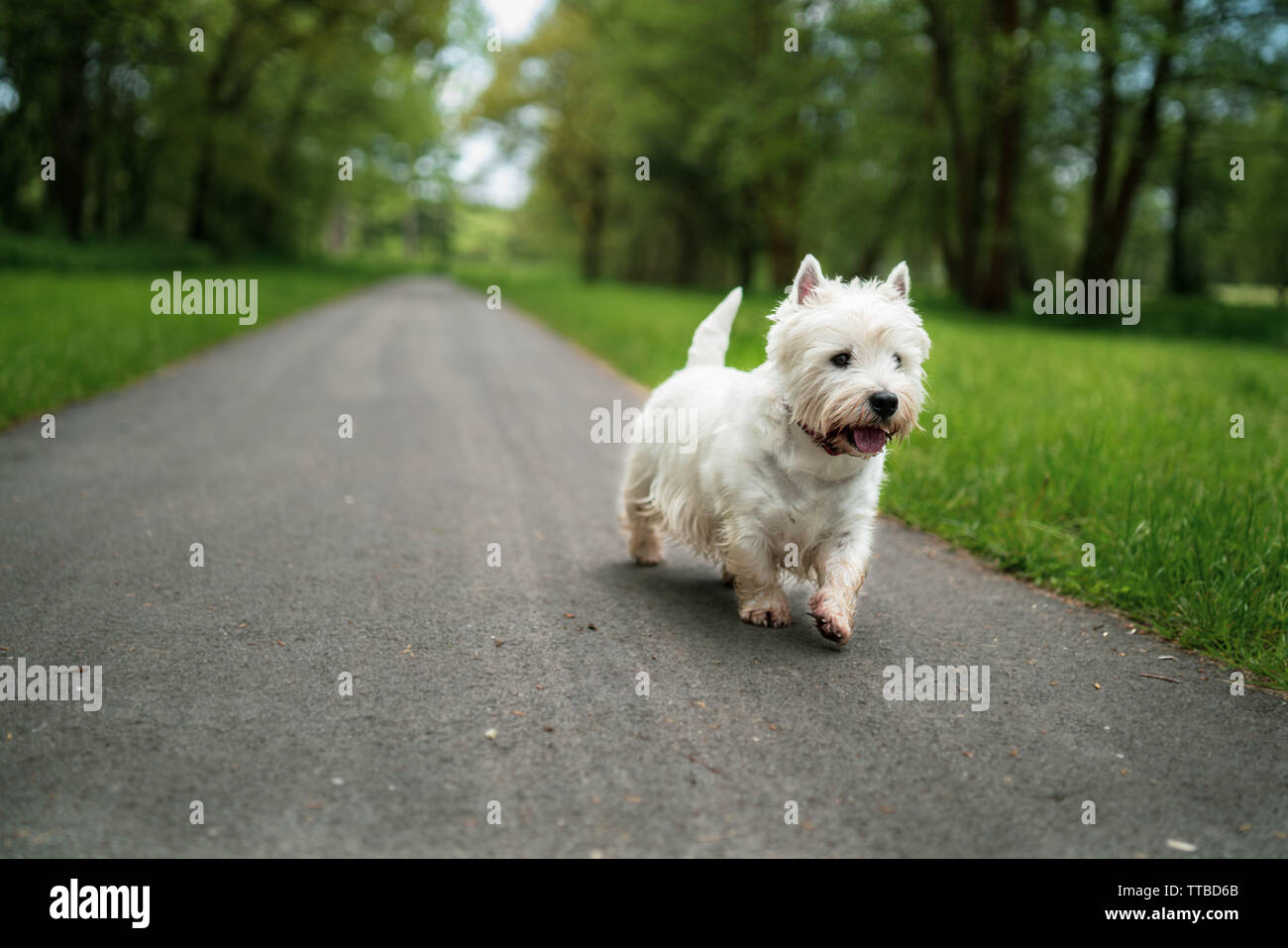 My fovorite animals and pets Stock Photo - Alamy