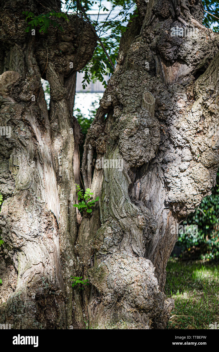 Locust tree hi-res stock photography and images - Alamy