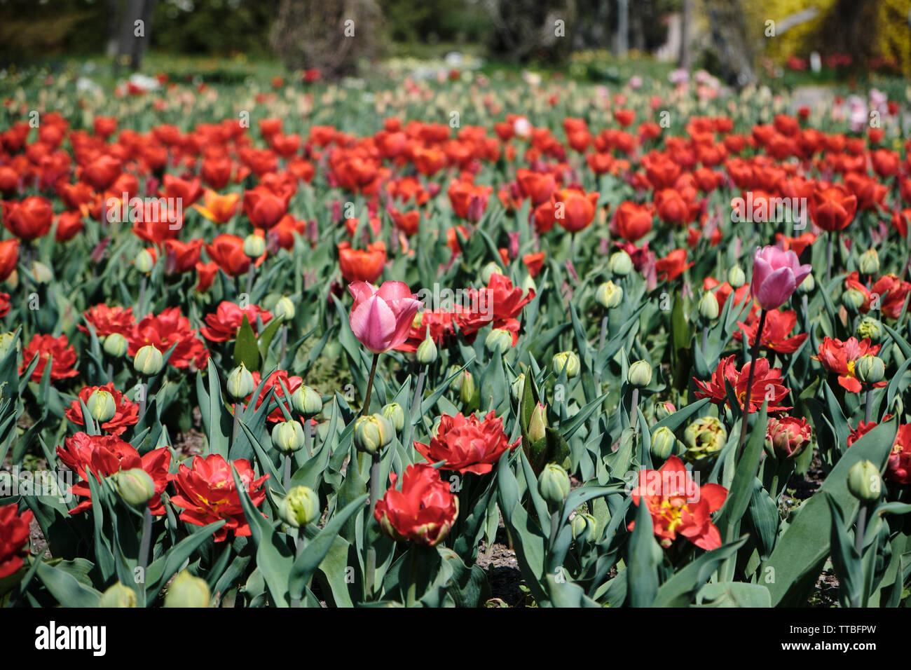 Tulip buds hi-res stock photography and images - Alamy