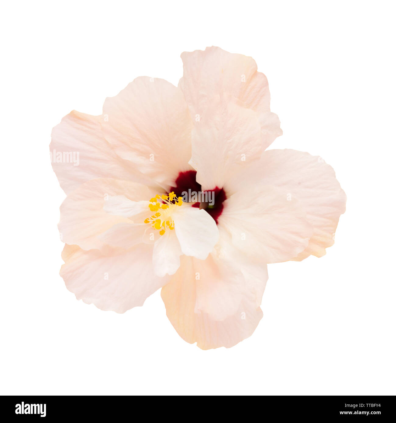 Hibiscus rosa sinensis pink Cut Out Stock Images & Pictures - Alamy