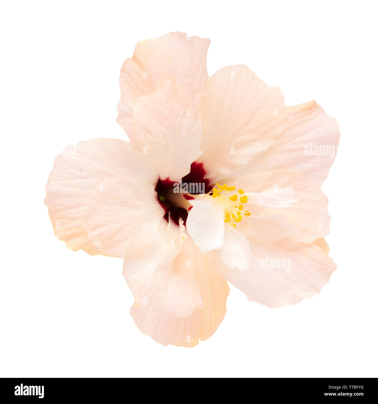 Single large yellow pink Cut Out Stock Images & Pictures - Alamy